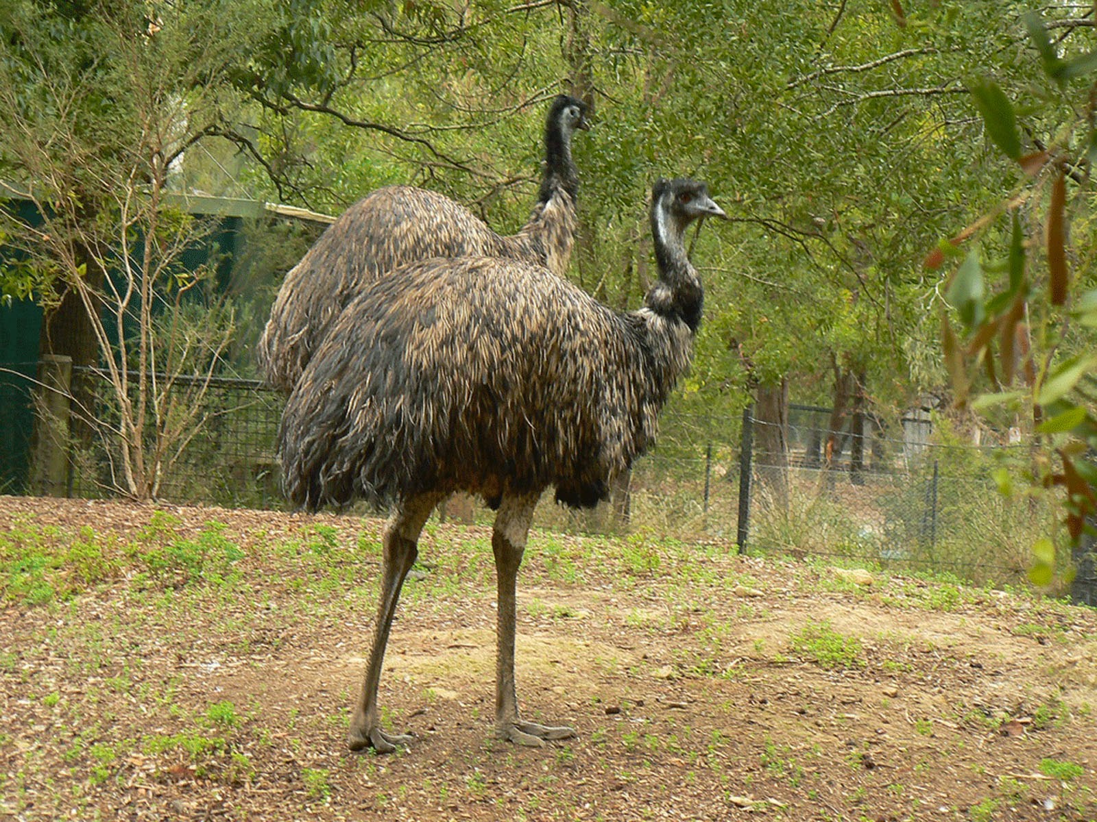 wallpapers: Emu Bird Wallpapers