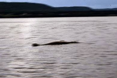 Phantoms and Monsters - Real Eyewitness Cryptid Encounter Reports