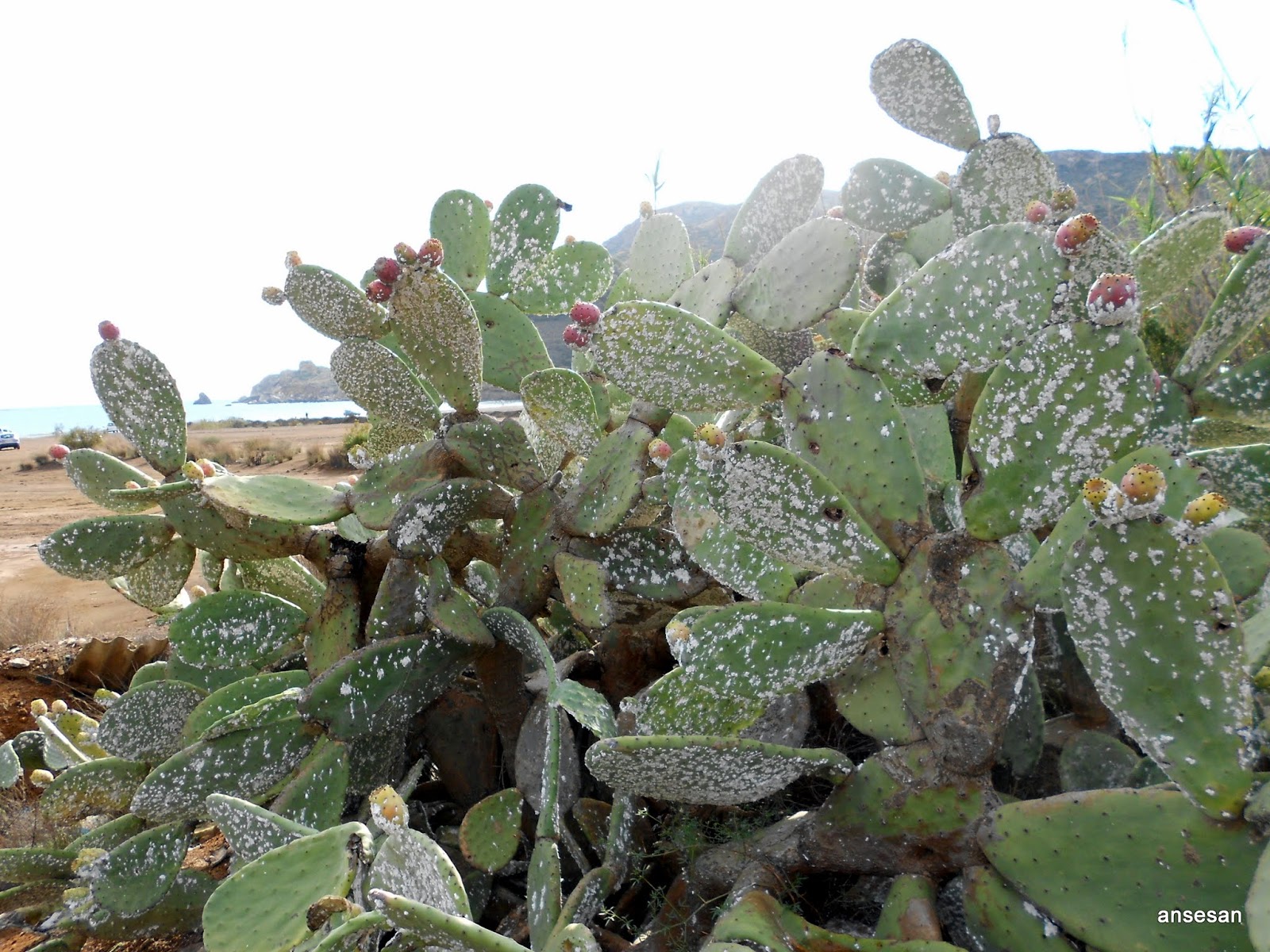 ^ CUMBRES DE CARTAGENA: SENDERISMO ^: Chumbera (Cactaceae Opuntia maxima)