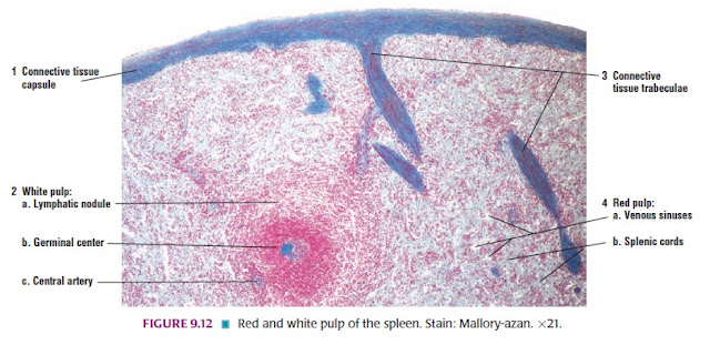 Histology Sistem Limfatik (lymphoid system) | BlogK Putih