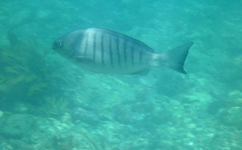 The Adventures of S/V Silhouette: Travels in Northland