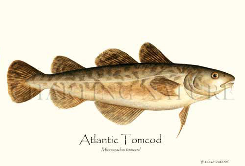 A Sustainable Future: Modern Day Evolution: Atlantic Tomcod