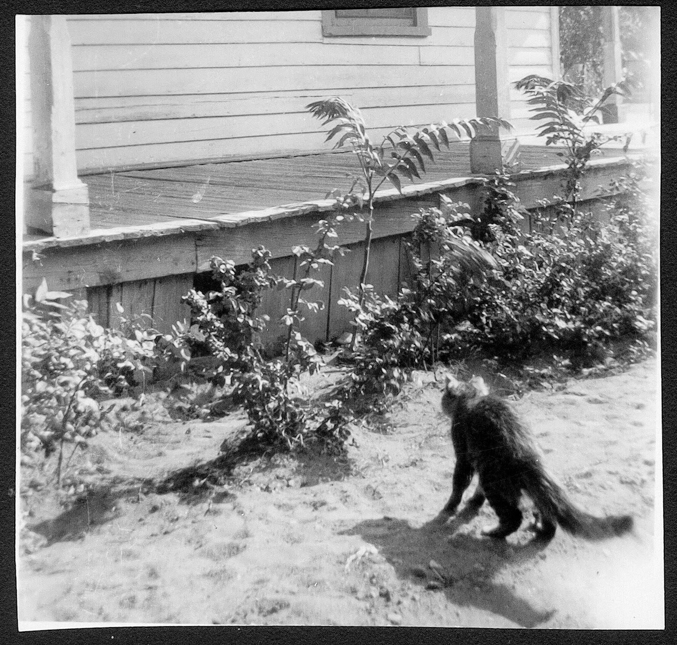 EDNA FAY LAWSON HOSKINS