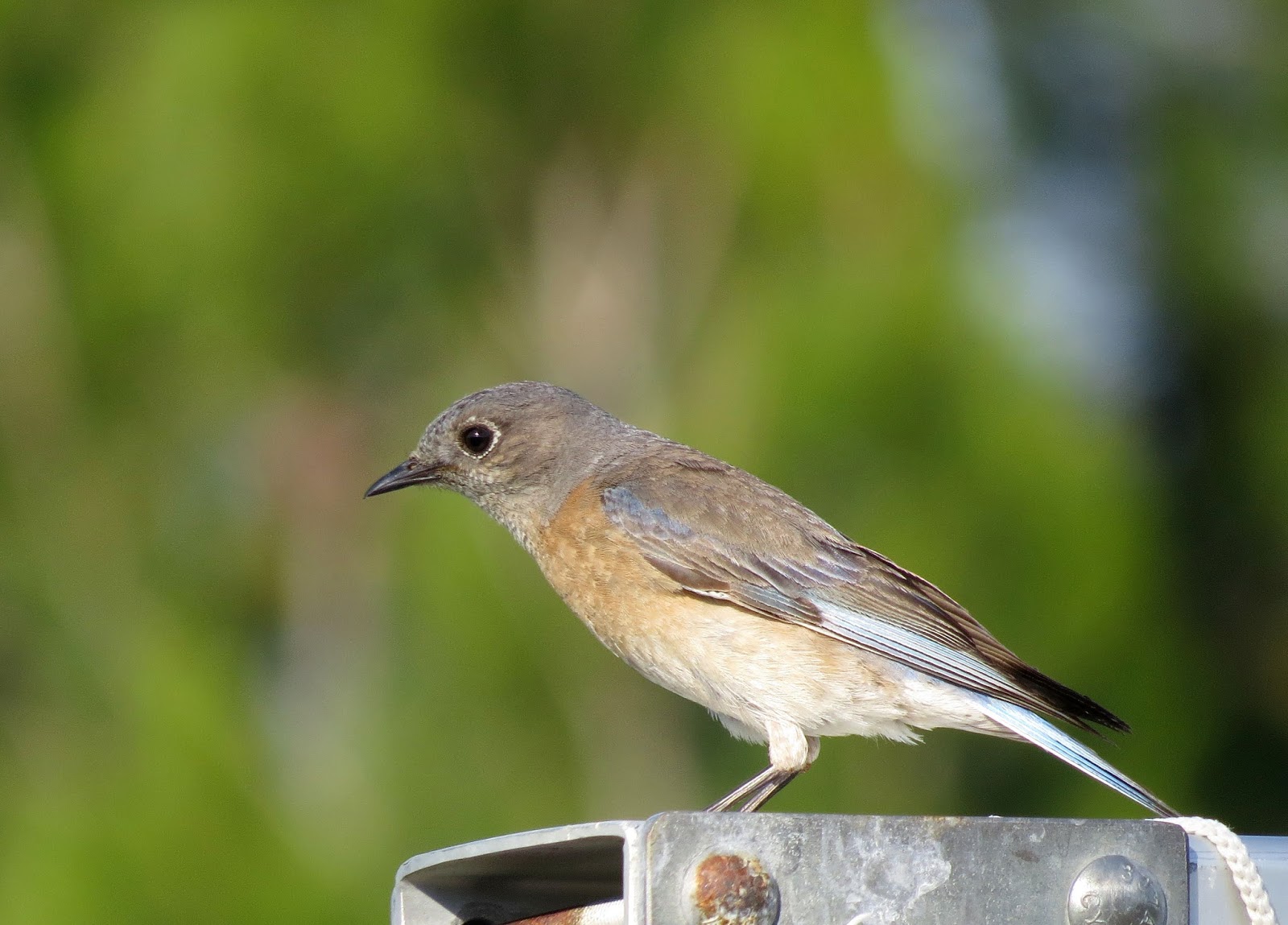 Silver Parrot: WBW - Meet the Bluebirds