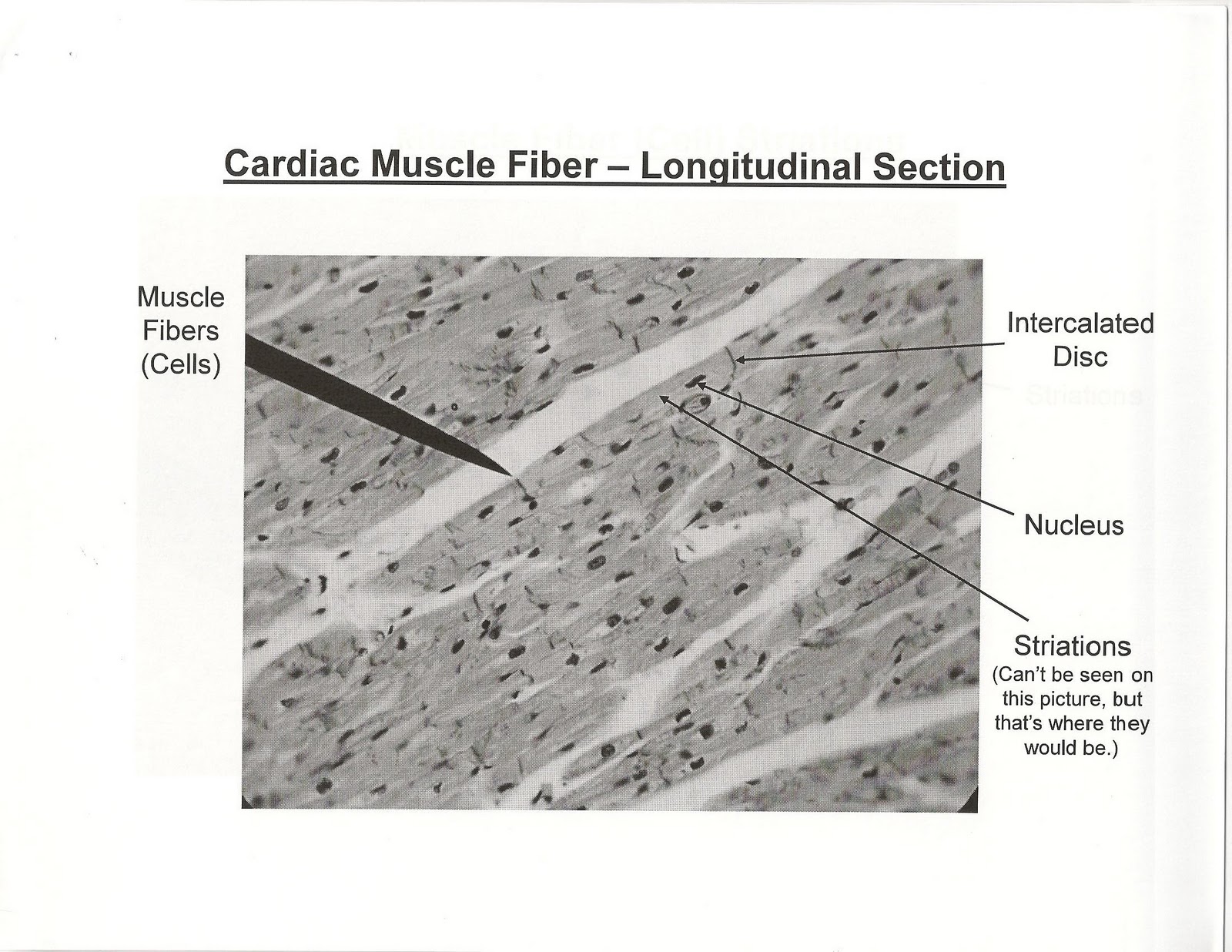 Cardiac Muscle Longitudinal Section