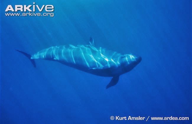 La falsa orca u orca negra (Pseudorca crassidens) es una especie de ...