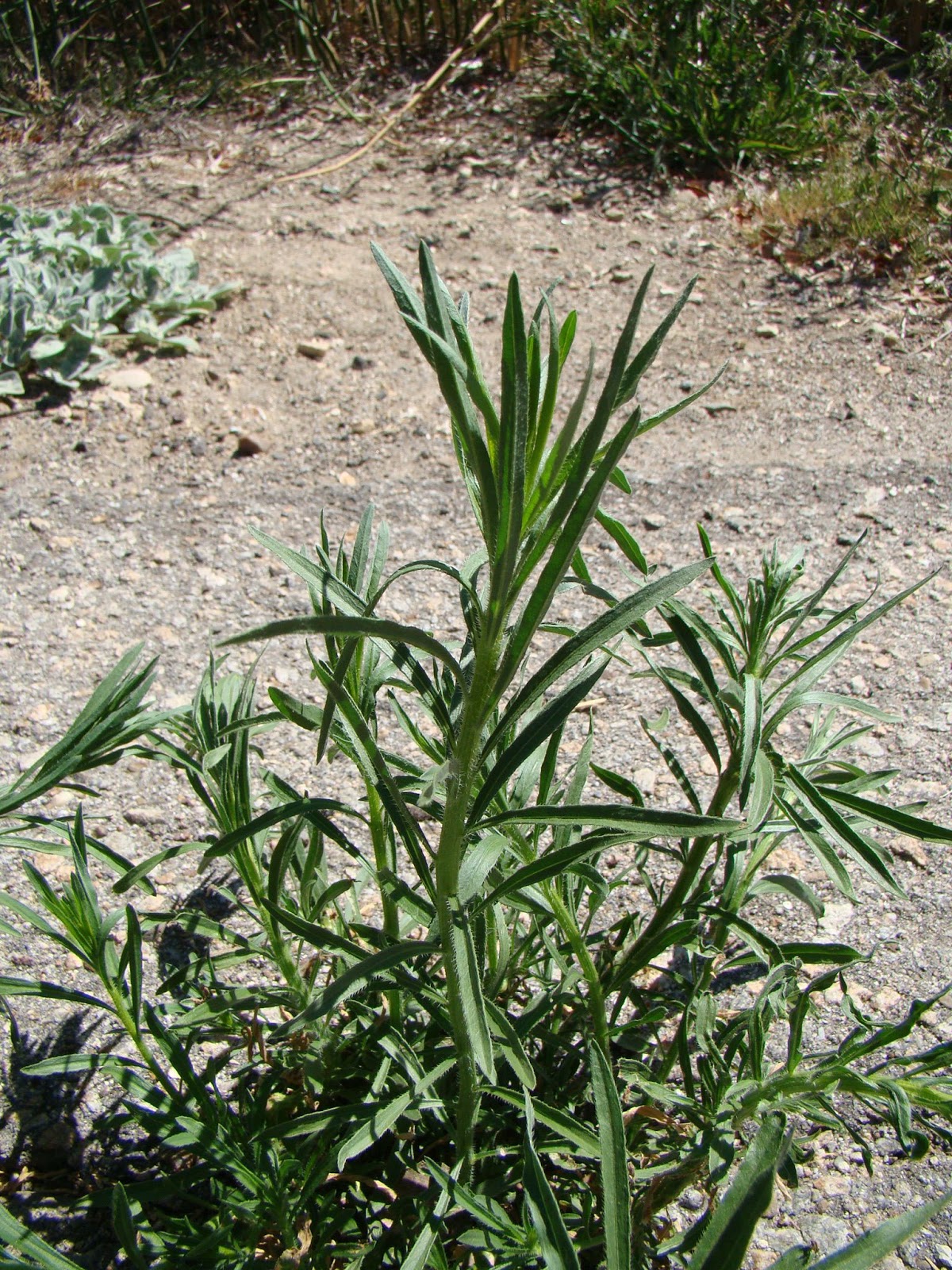 Leaves of Plants: Conyza canadensis