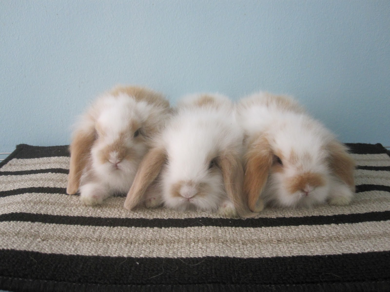 Cute Baby Lop Bunnies