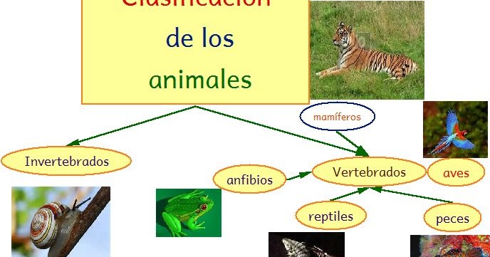 Clasificación de los animales