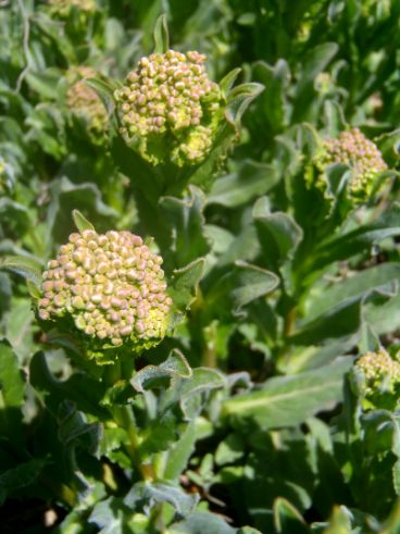Wild Mustard as Broccoli Rabe