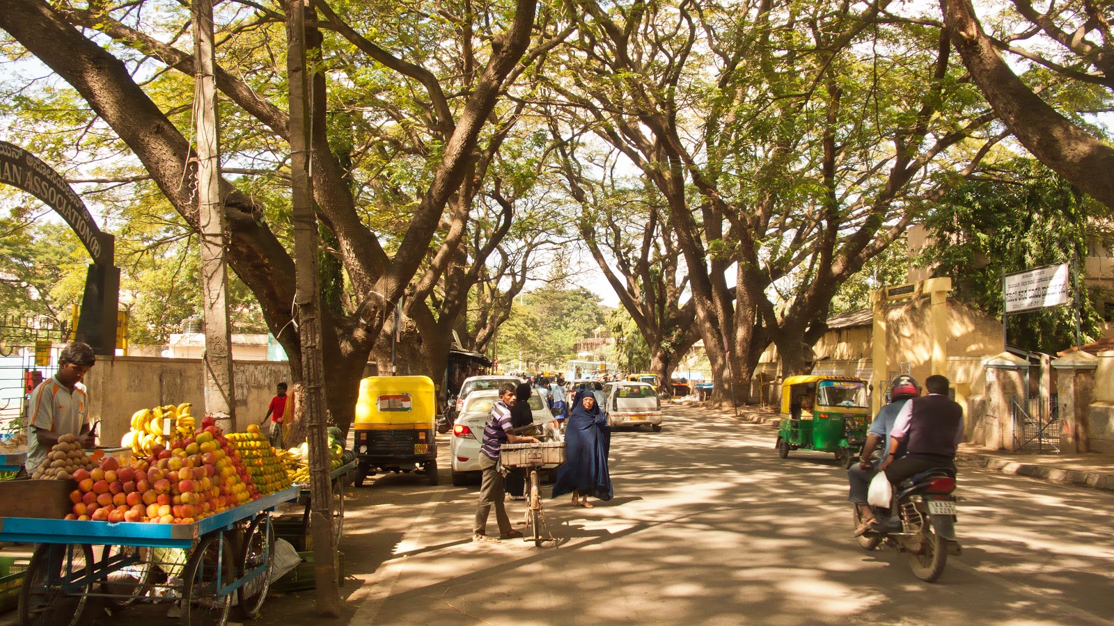 Tree Travels: Bangalore, India