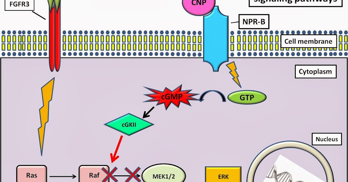 Treating Achondroplasia: Tratando la acondroplasia: TransCon CNP mostró ...