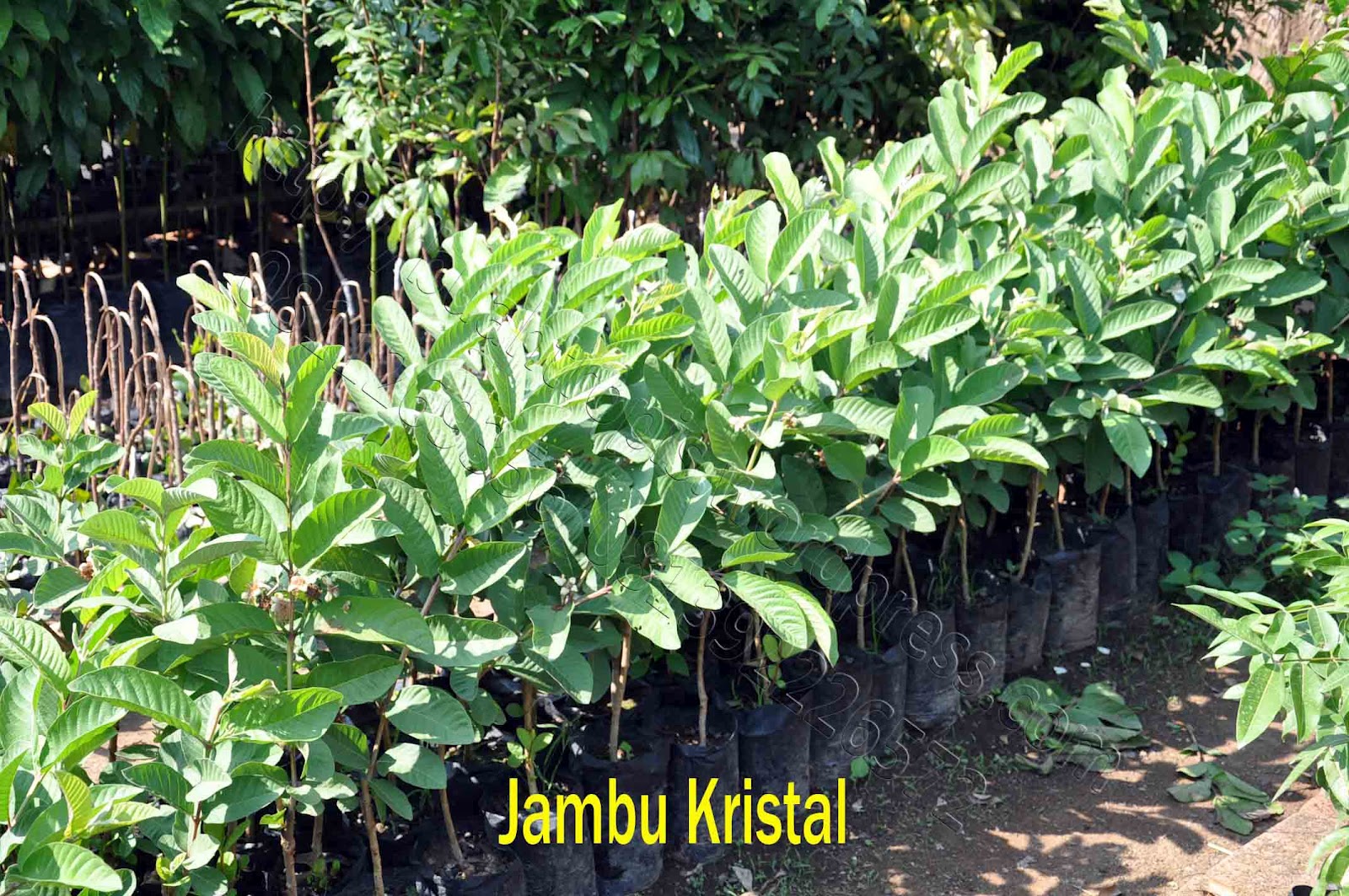 Jambu Kristal asal Taiwan ~ Leira Buah Tropis