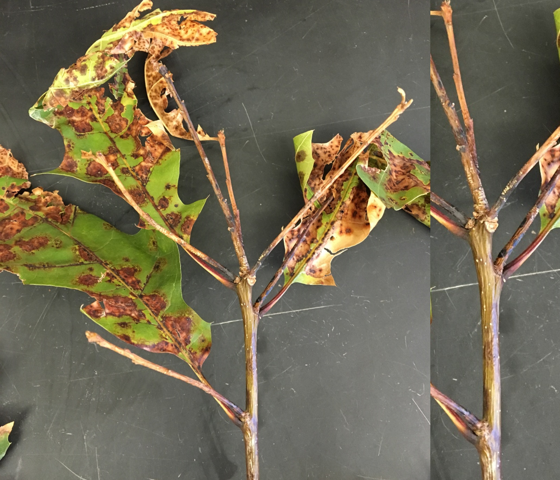 NMSU Plant Clinic: Tubakia Leaf Spot