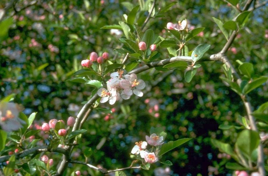 Future Plants by Randy Stewart: Crabapples and Apples - The Malus family