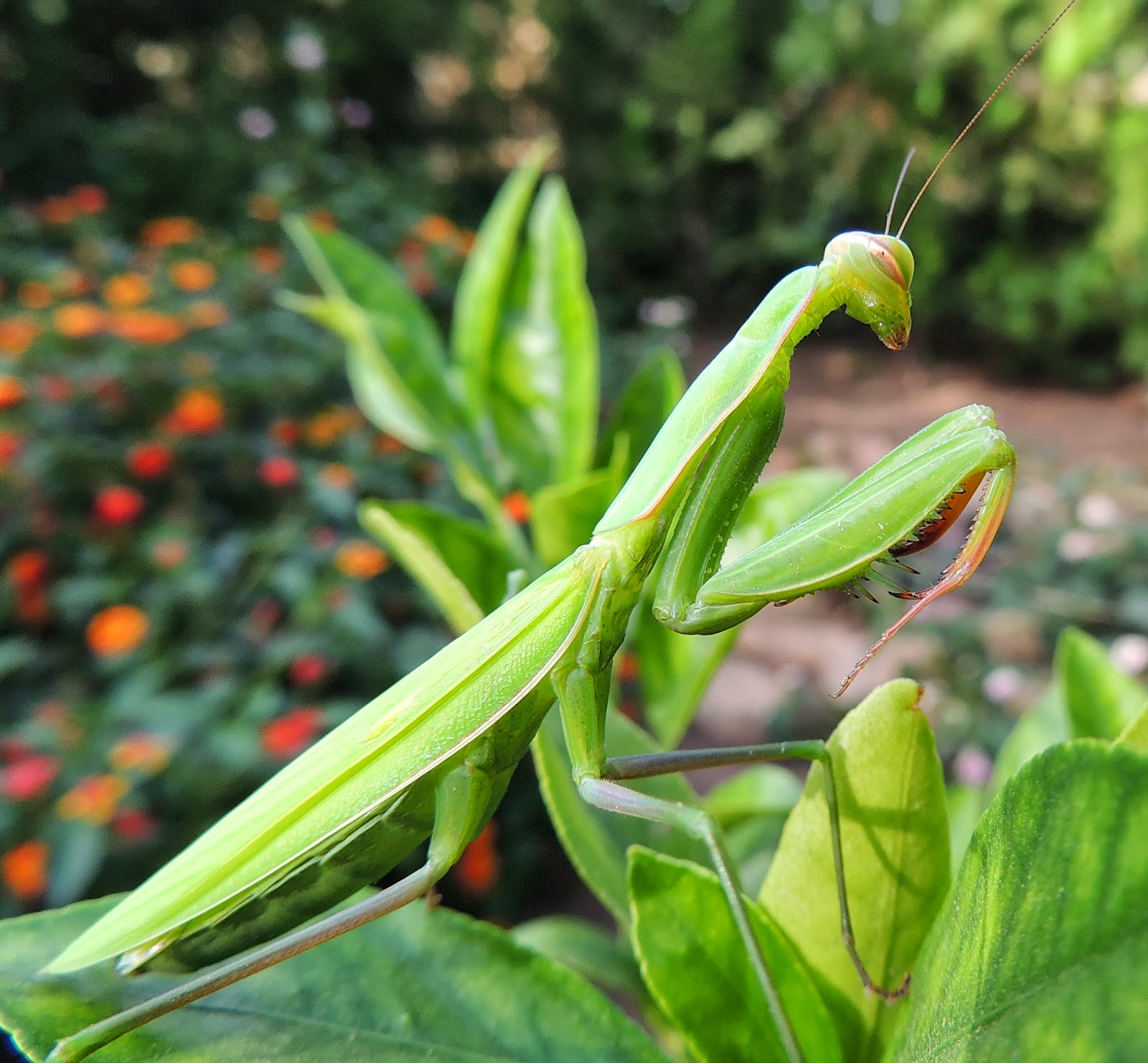 El Terrao - Dos urbanitas en el campo: MANTIS