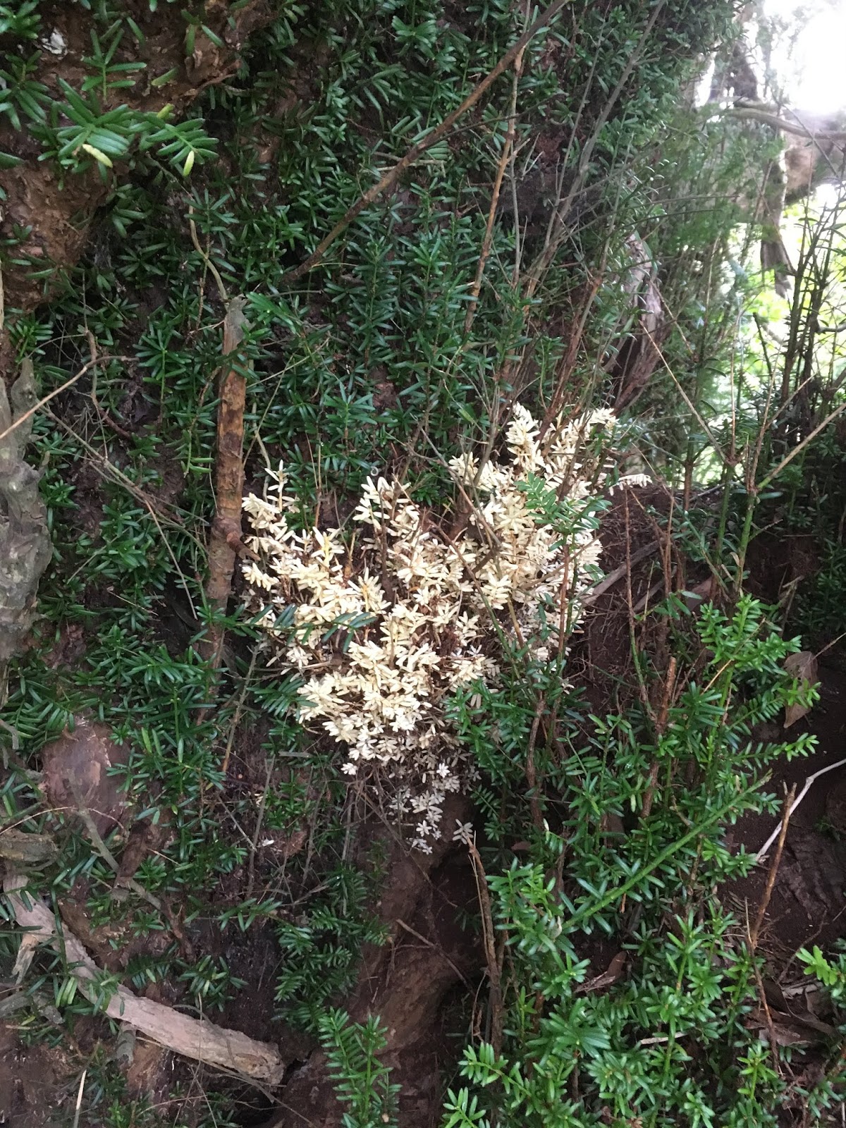 The History Girls: The Defynnog Yew, a remarkable tree! by Katherine ...