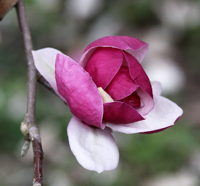 Southern Lagniappe: Pink Magnolias