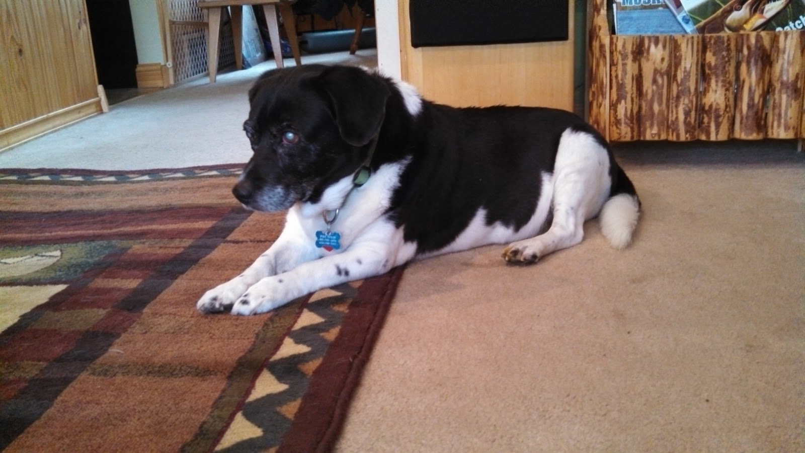 Diabetes In Dogs Canine Feline Diabetes Diabetes In Dogs Canine Feline Diabetes