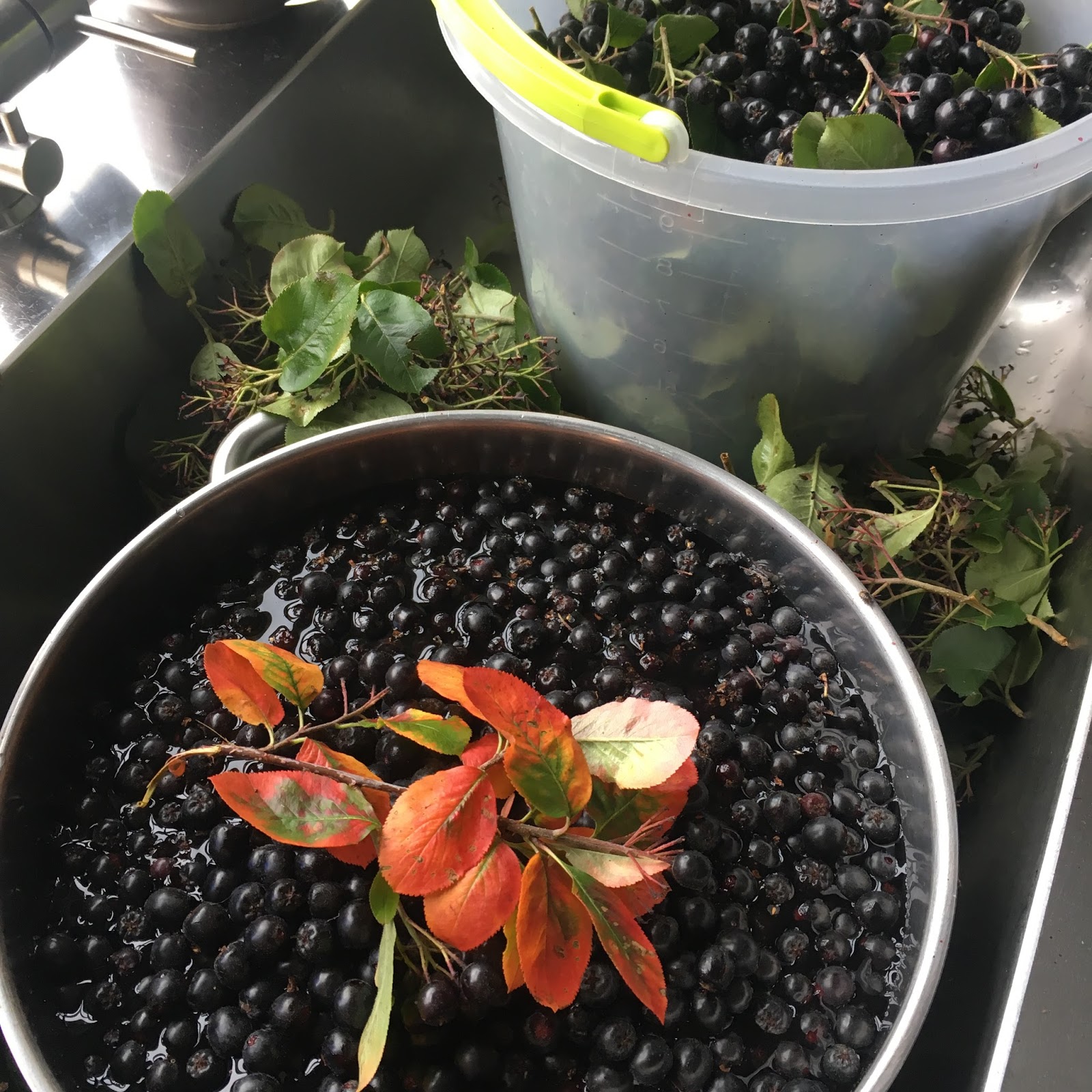 Aroniabær - gratis supermat i nabolaget