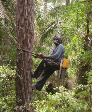 All You Need to Know about Palm Wine ~ Business ideas Wiki
