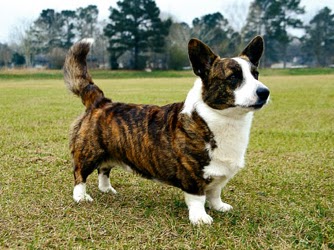 Corgi Galés > Buen Perro de Compañia | Blog Perro