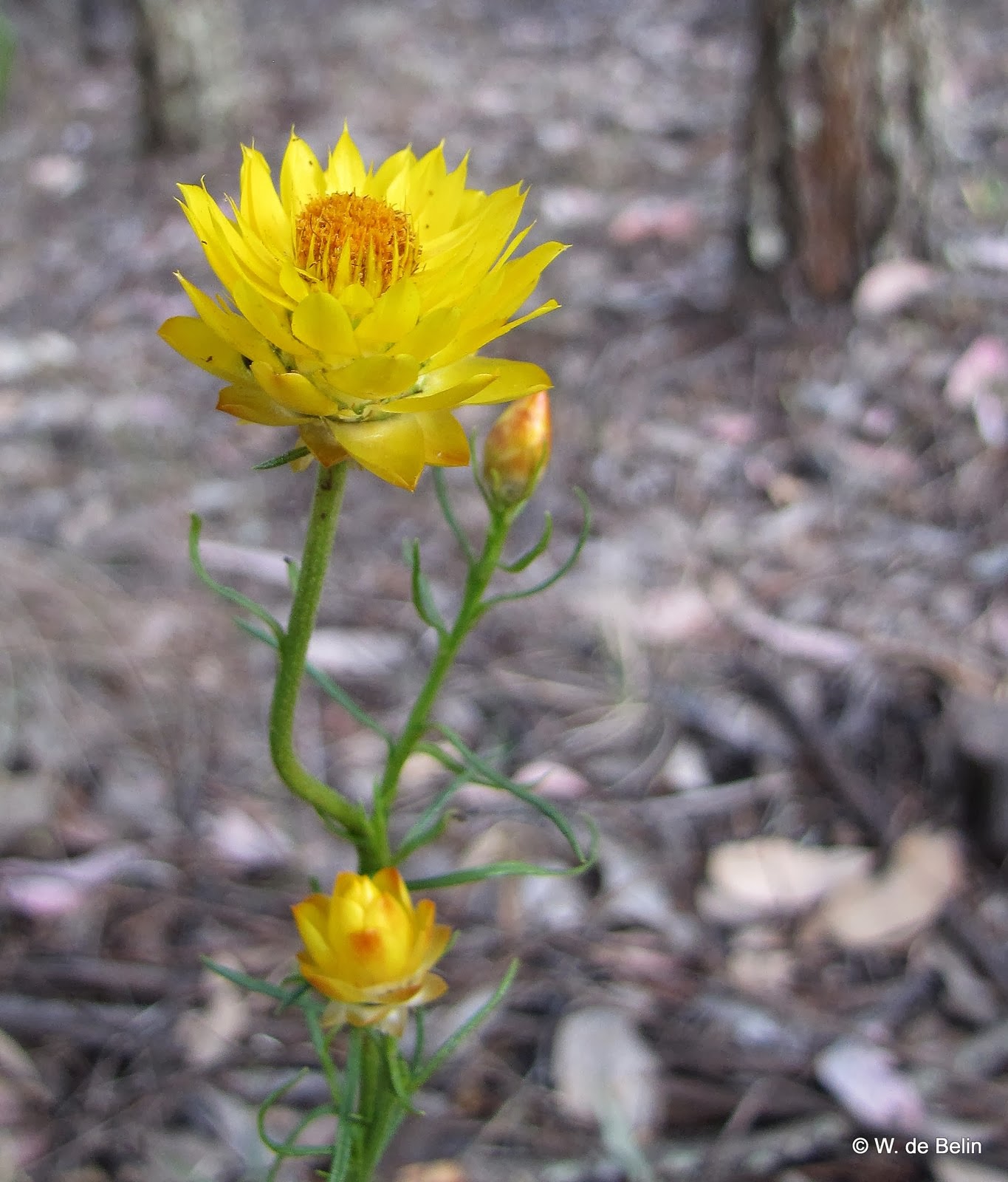 Sydney's Wildflowers and Native Plants: Xerochrysum viscosum - Sticky ...