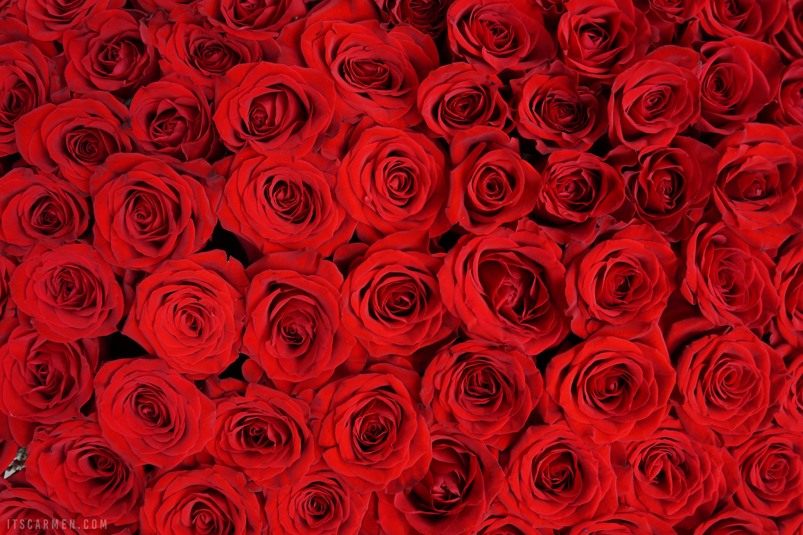 That Moment When You Find Hundreds of Dollars Worth of Flowers in the ...