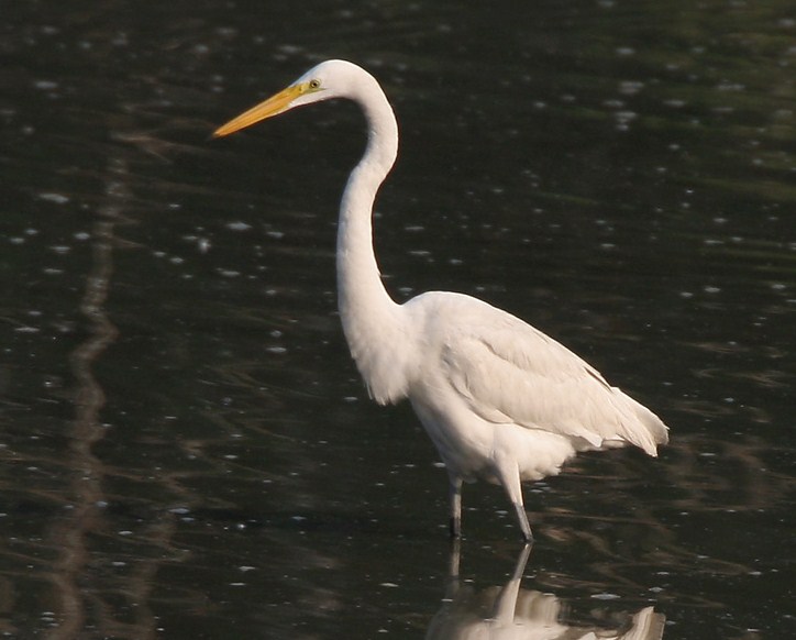 Burung bangau | Kicau Burung Mania