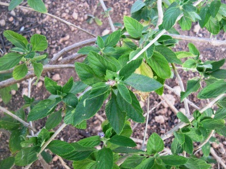 stichting K.A.D.E.: Medicinale inheemse planten in Aruba en hun toepassing