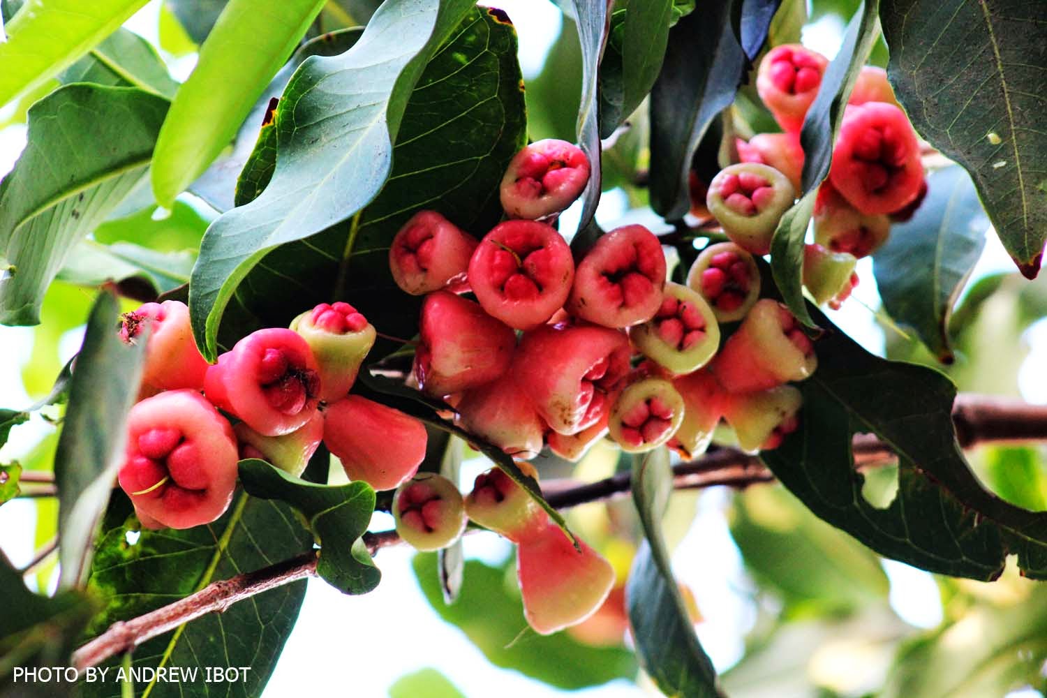 Ako si ANDREW IBOT!: Makopa