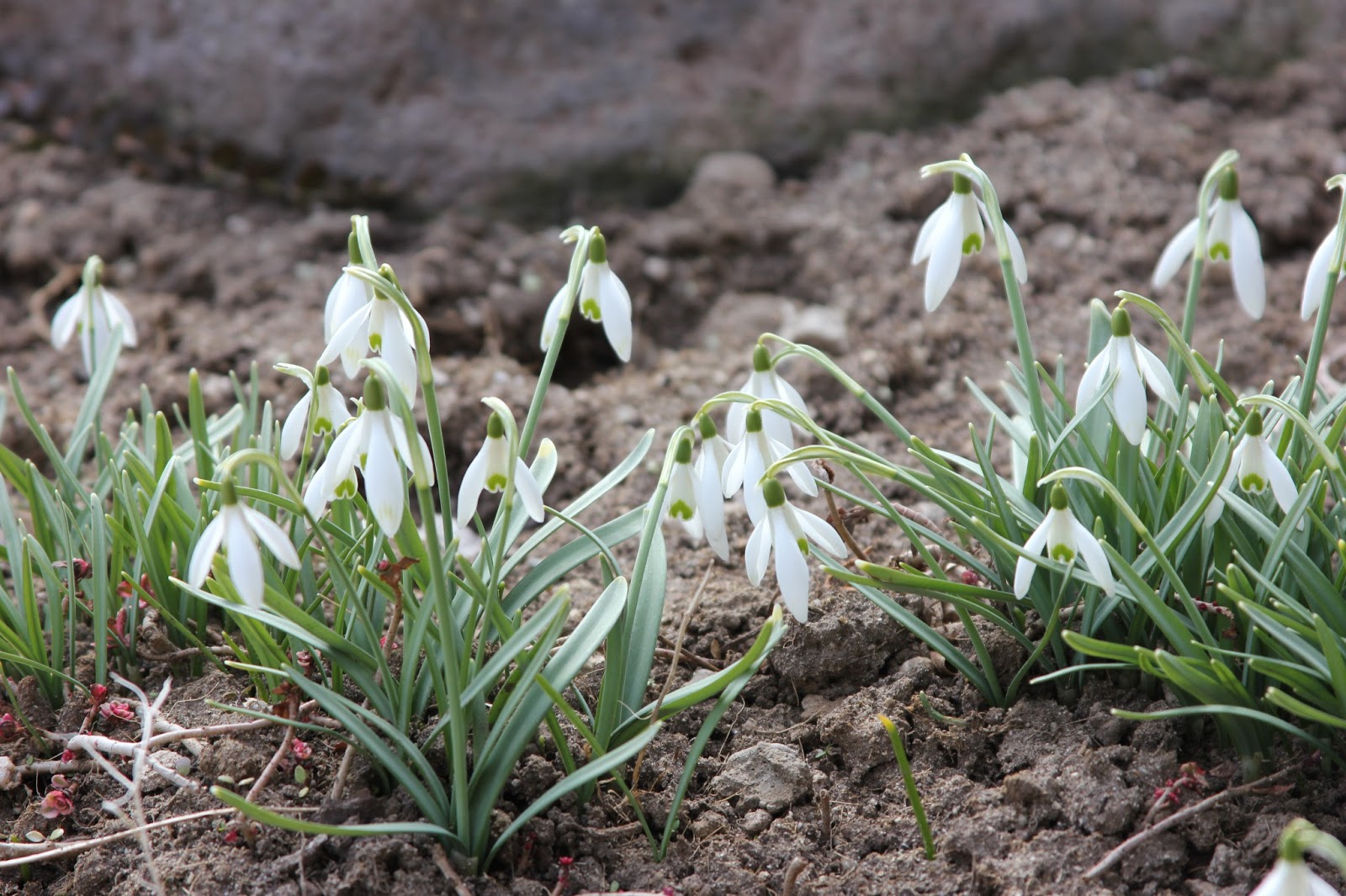 Time of Our Lives: Snowdrops in full bloom