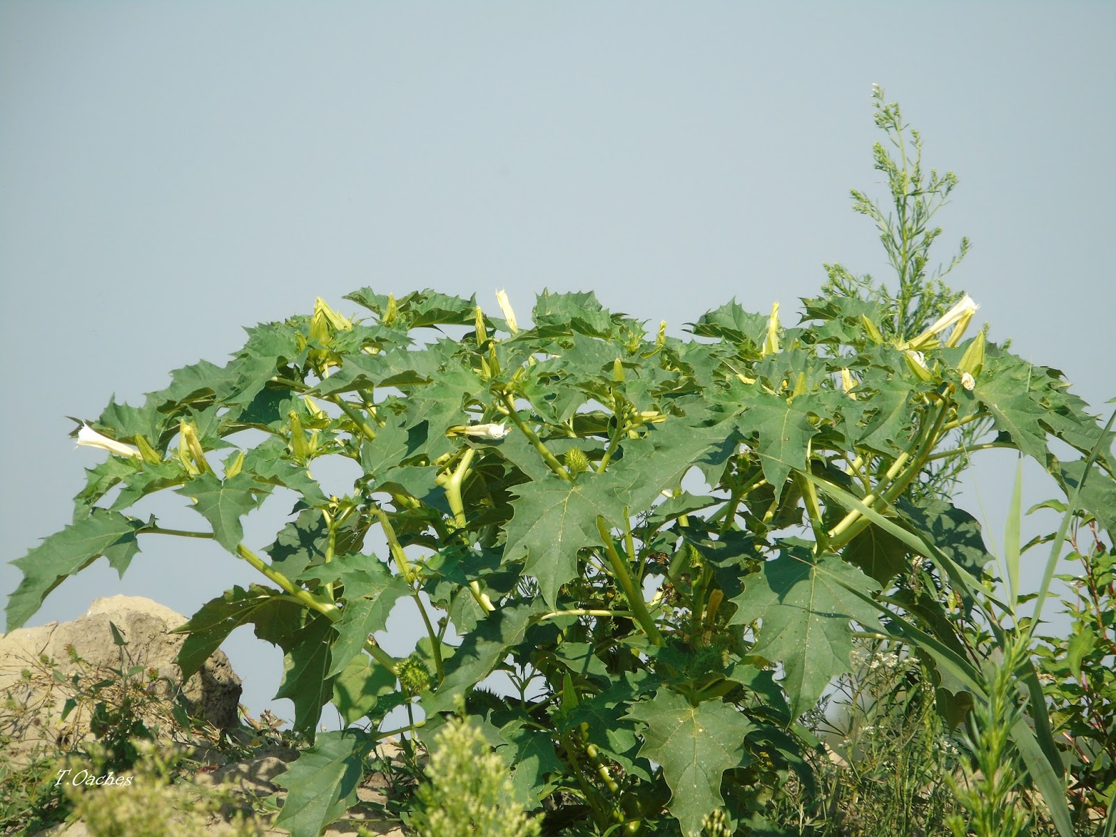 PASARI DIN ROMANIA: VRABIE NEGRICIOASA, Passer hispaniolensis