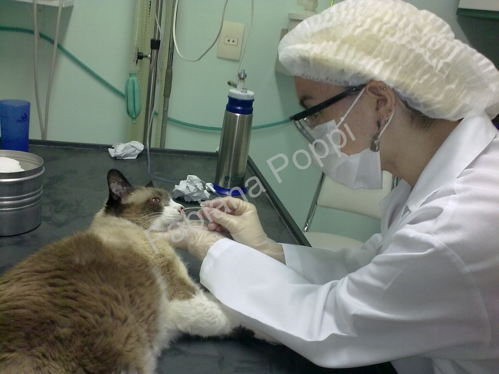 Criocirurgia Veterinária: Carcinoma Espinocelular - Caso 1 - FRANK