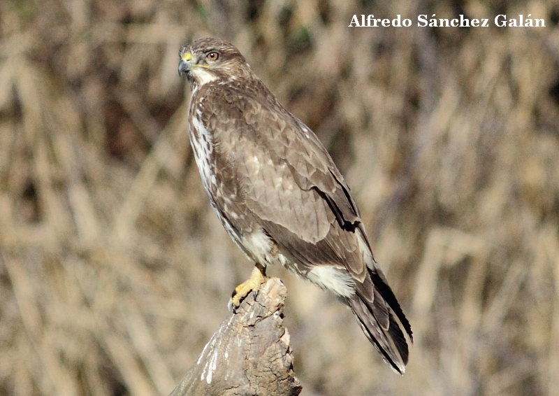 Aves de Aragón : Busardo ratonero