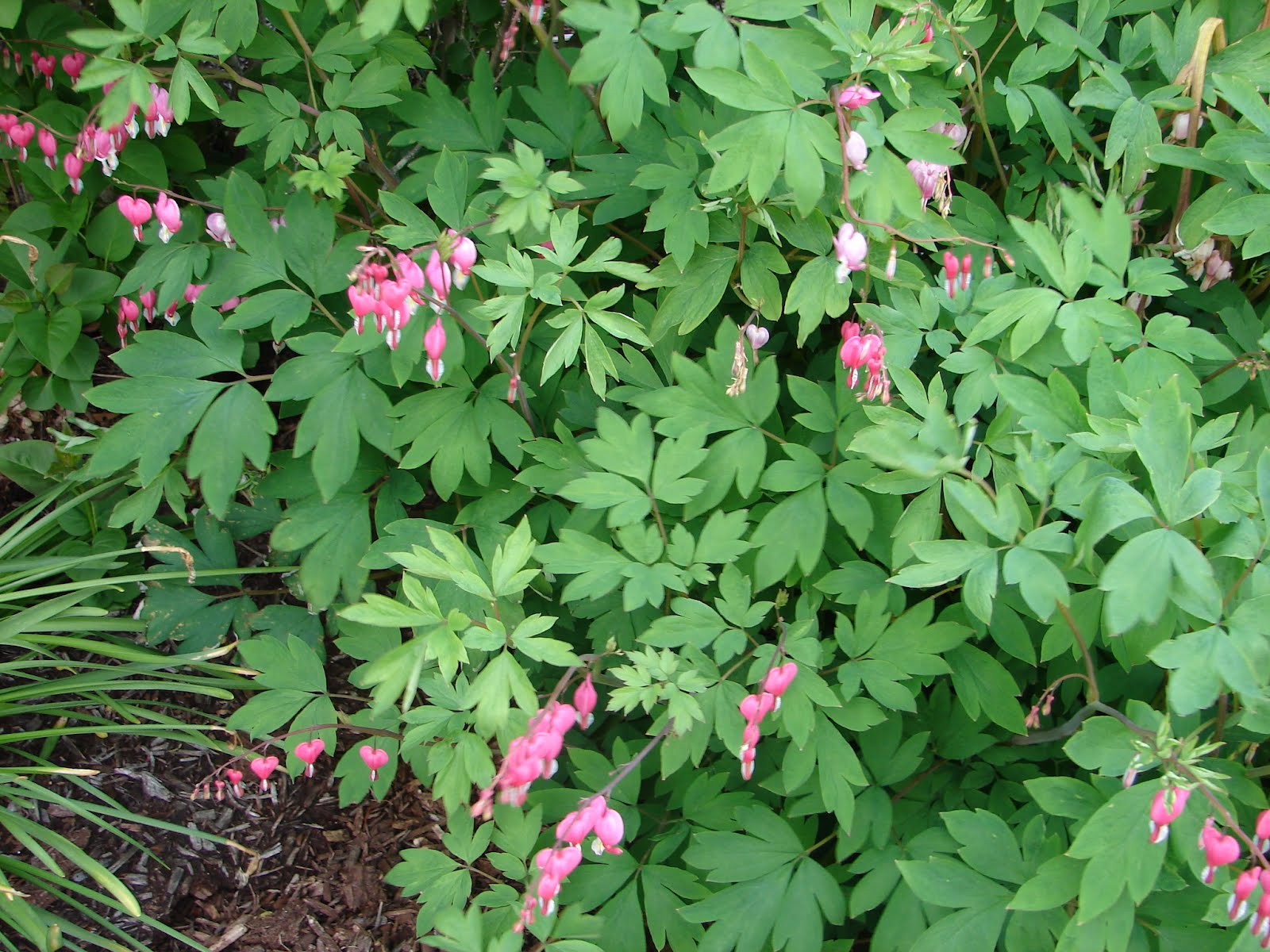 One Love Farm: Bleeding Heart