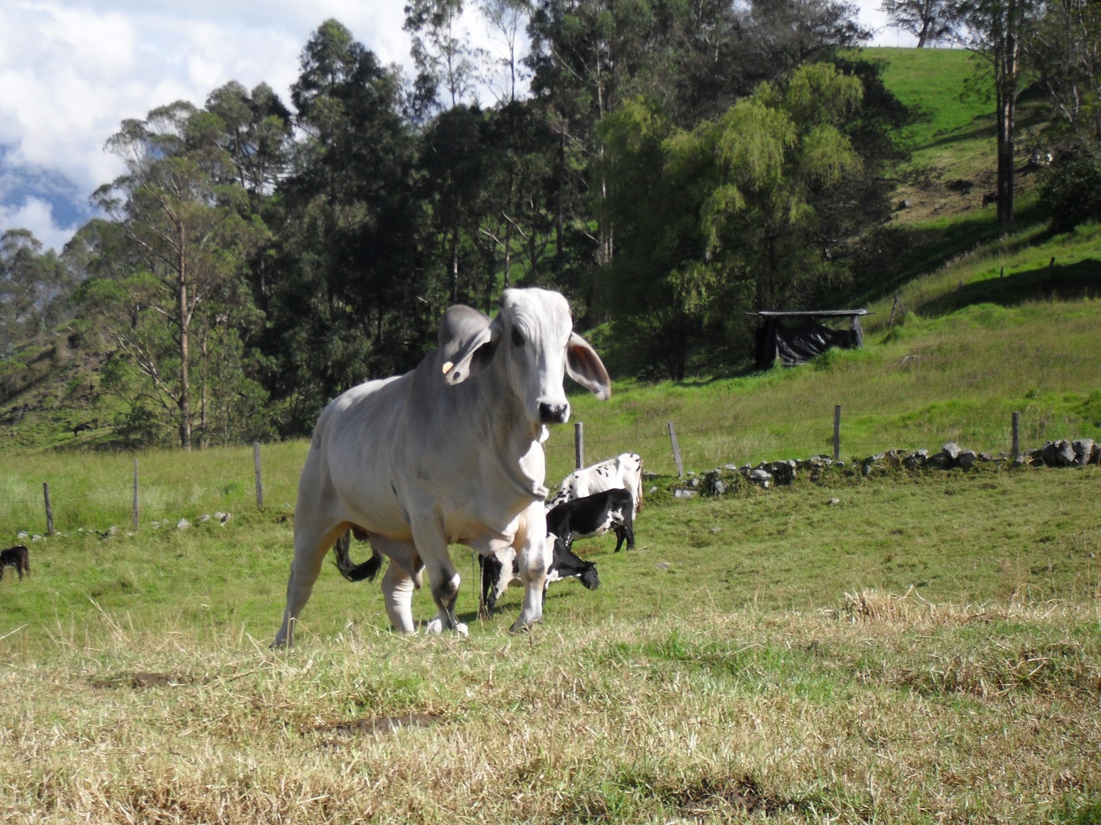LOS ANIMALES DE MI PUEBLO EL COCUY: VACA, TORO Y TERNERO
