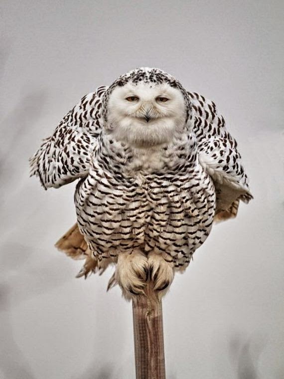 Napi Érdekes és Vicces Képdömping 271. - Tudtad?