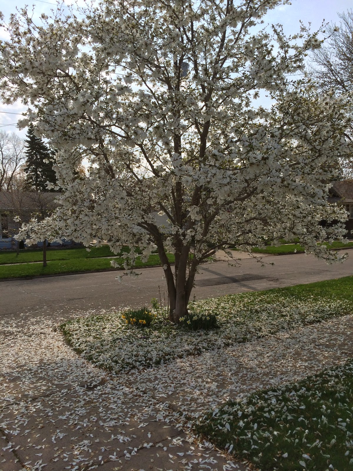 Calamitous Botanicus : Flowers Bloom & Burt Gets to Work