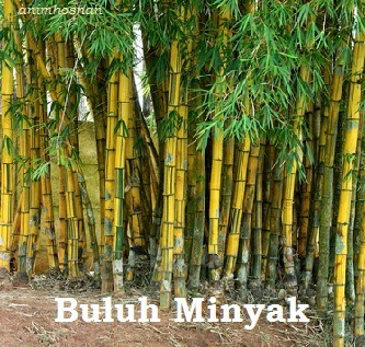 Anim Agro Technology: TANAM BULOH - BULOH MINYAK (Part 2)