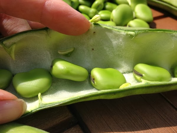 Cooking for Health: Cooking with beans and pulses