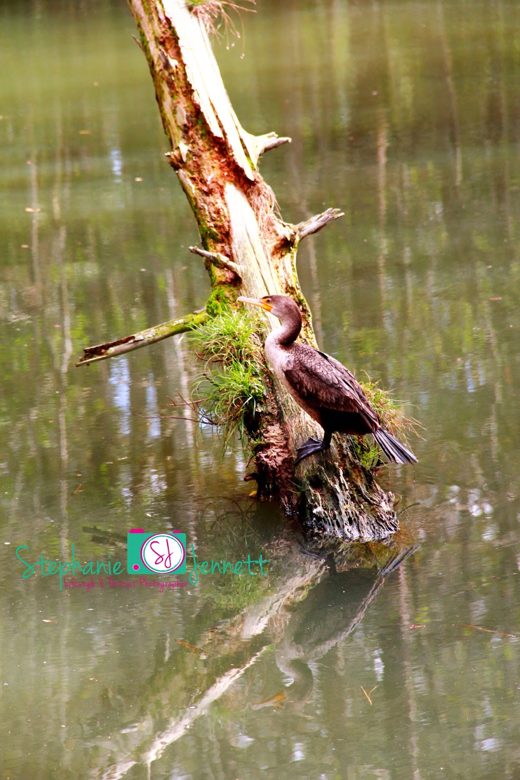 Stephanie Jennett Photography