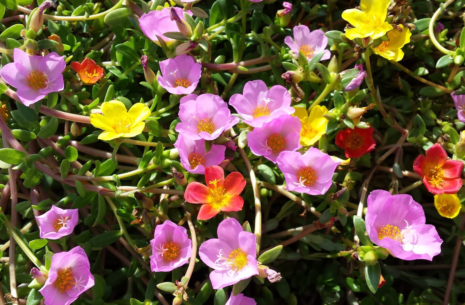 HERBARIO VIRTUAL DE BANYERES DE MARIOLA Y ALICANTE: Portulaca ...