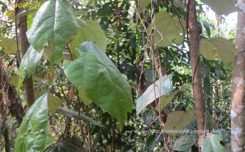 වෙනිවැල් [Veniwel] (Coscinium fenestratum) ~ අපේ ඔසුපැළ Medicinal ...