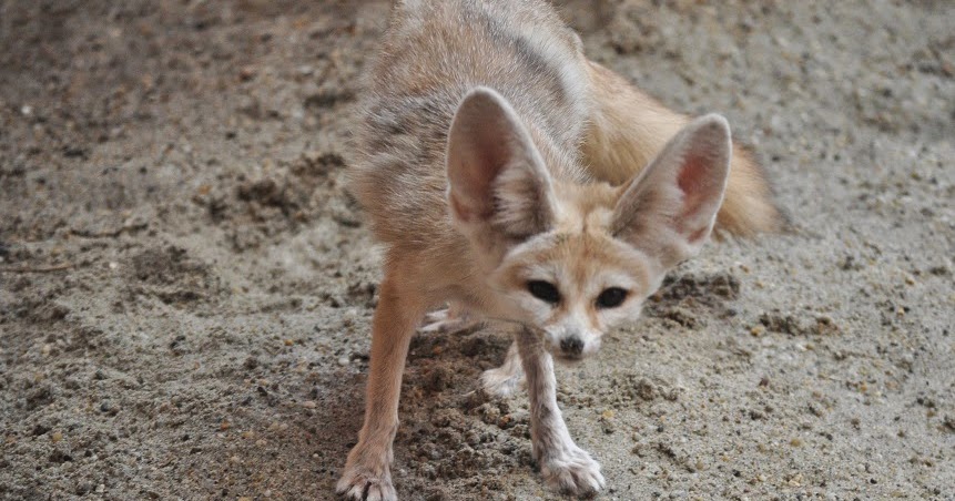 ZOOTOGRAFIANDO (6.100 ANIMALS): FENEC / FENNEC FOX (Vulpes zerda)