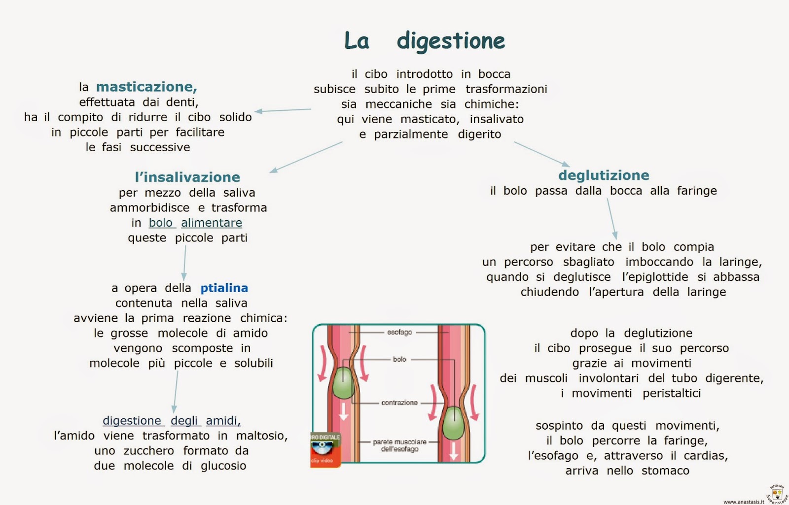 Paradiso delle mappe: La digestione