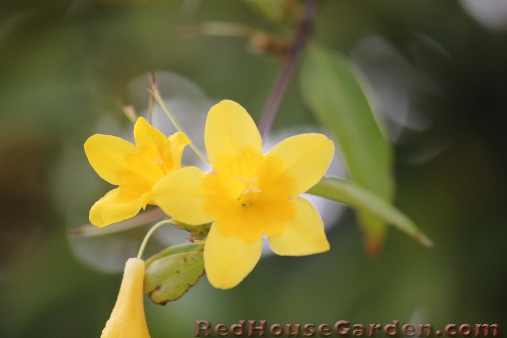 Red House Garden: Carolina Jessamine