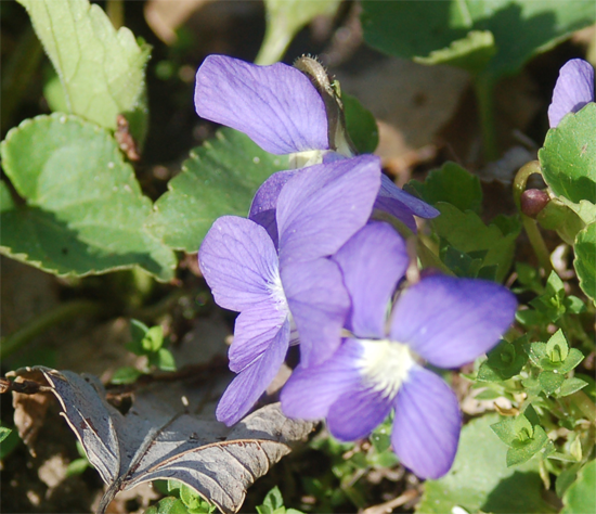 Michigan Wildflowers 2013