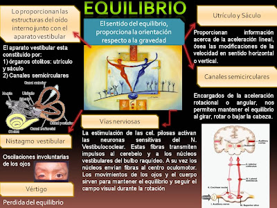 Blog de fisiología básica de Irasema Guadalupe Moreno Lopez: Sentido ...