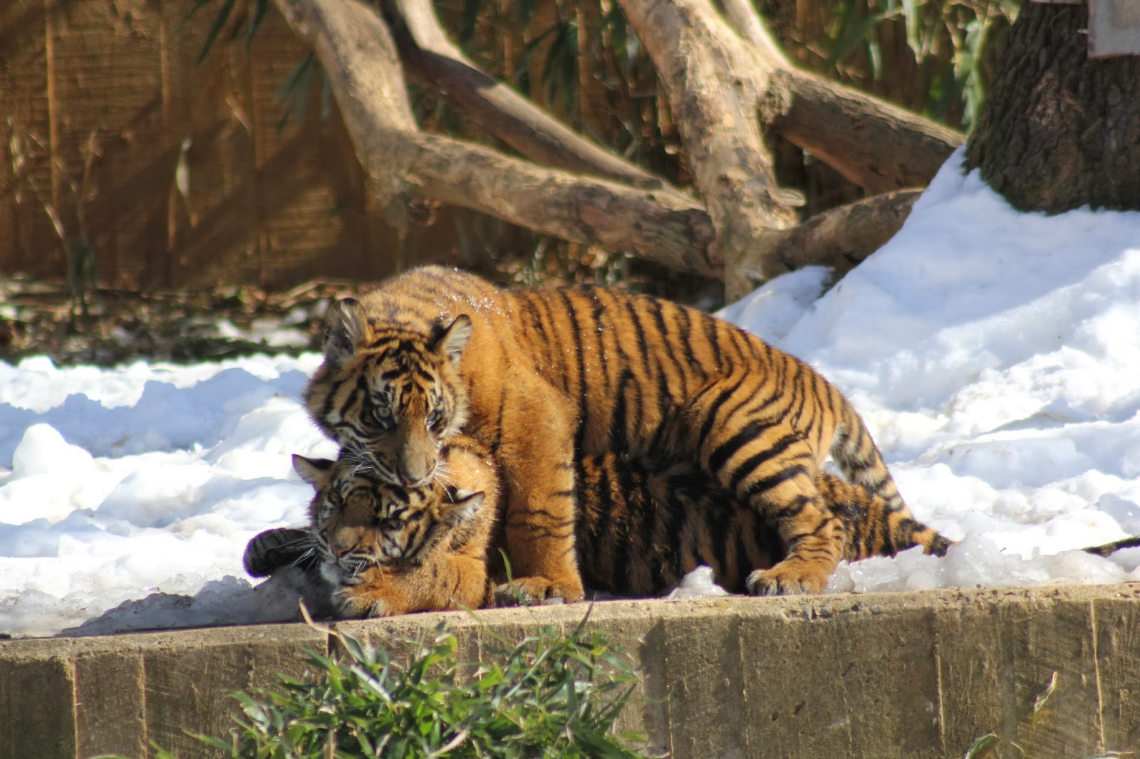 Love, Joy and Peas: Baby Tigers Playing In Snow: Photos & Haiku Poem